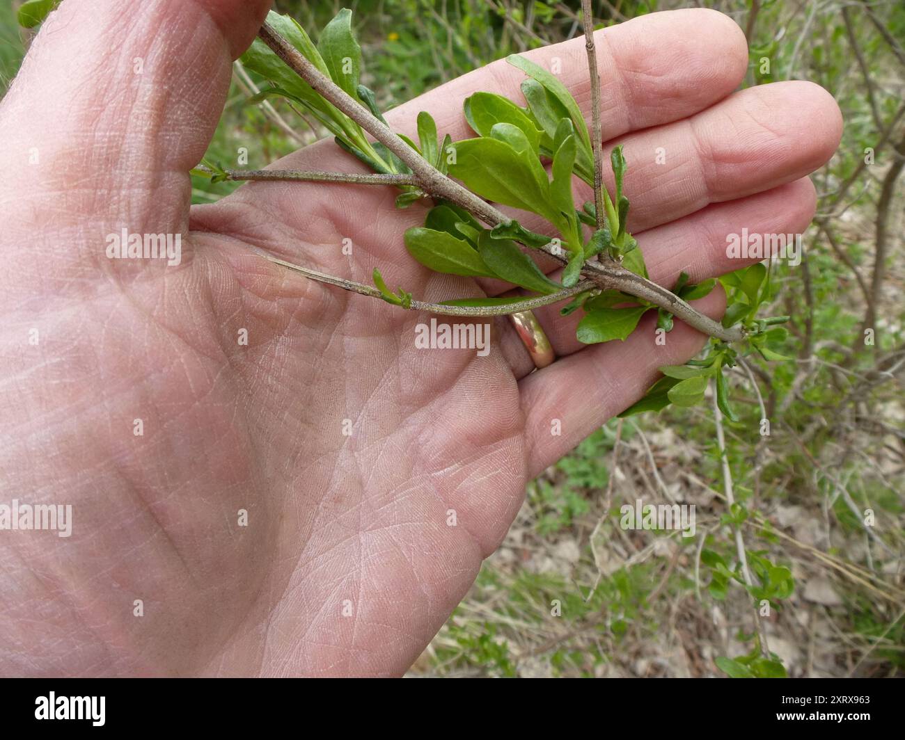 groundsel tree (Baccharis halimifolia) Plantae Stock Photo - Alamy