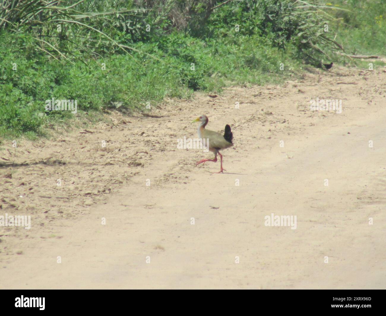 Giant Wood-Rail (Aramides ypecaha) Aves Stock Photo - Alamy