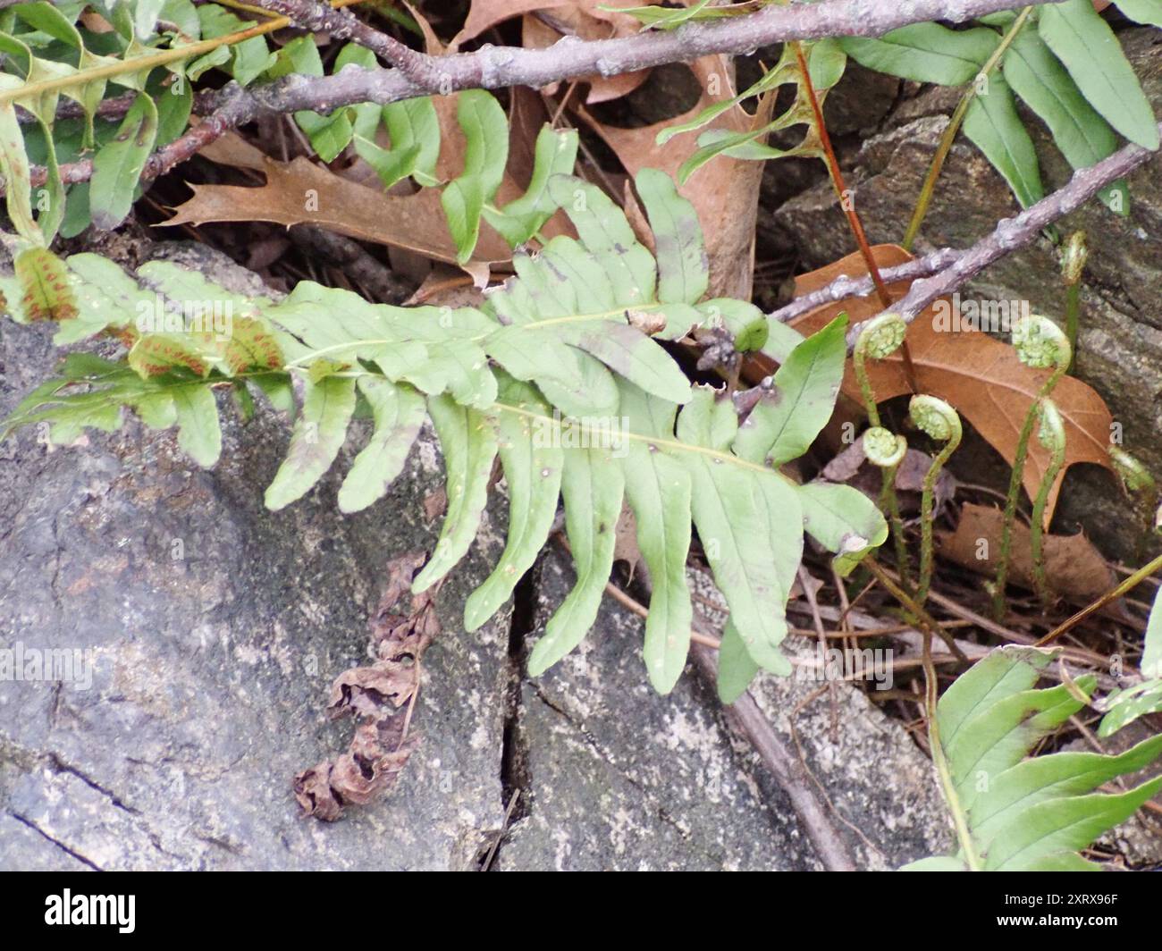 rock polypody (Polypodium virginianum) Plantae Stock Photo - Alamy