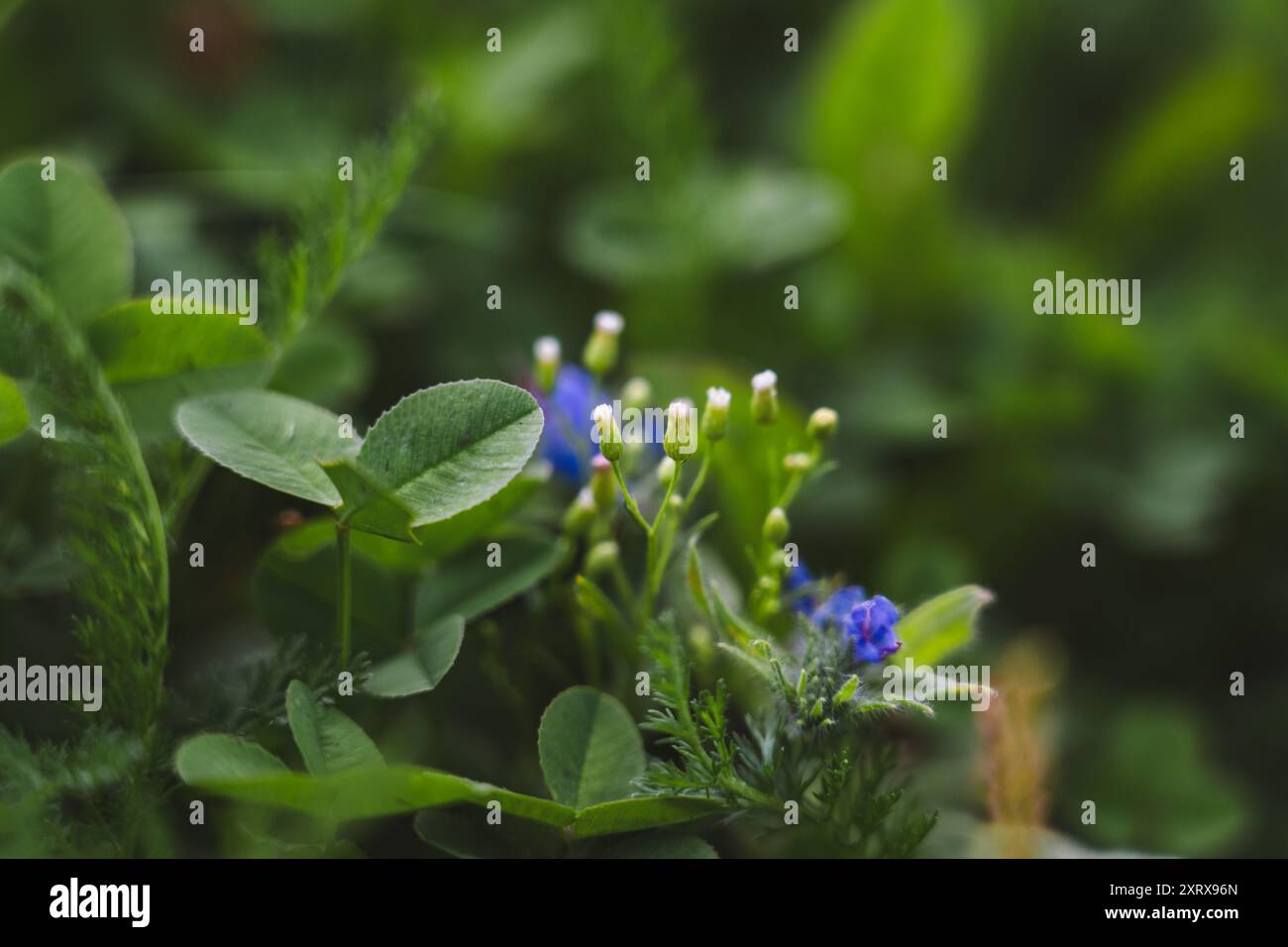 A plant with blue flowers in outdoor flower beds Stock Photo - Alamy