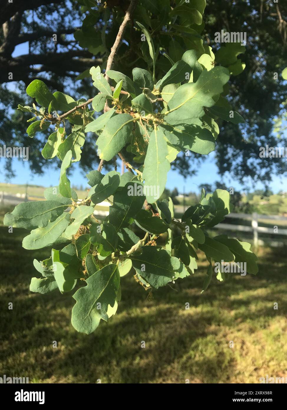 blue oak (Quercus douglasii) Plantae Stock Photo - Alamy