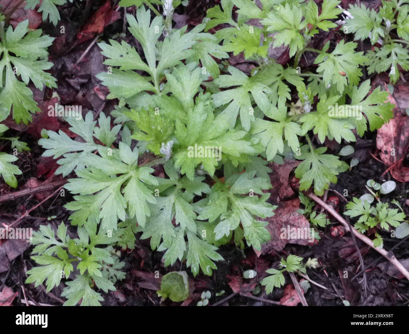 common mugwort (Artemisia vulgaris) Plantae Stock Photo - Alamy