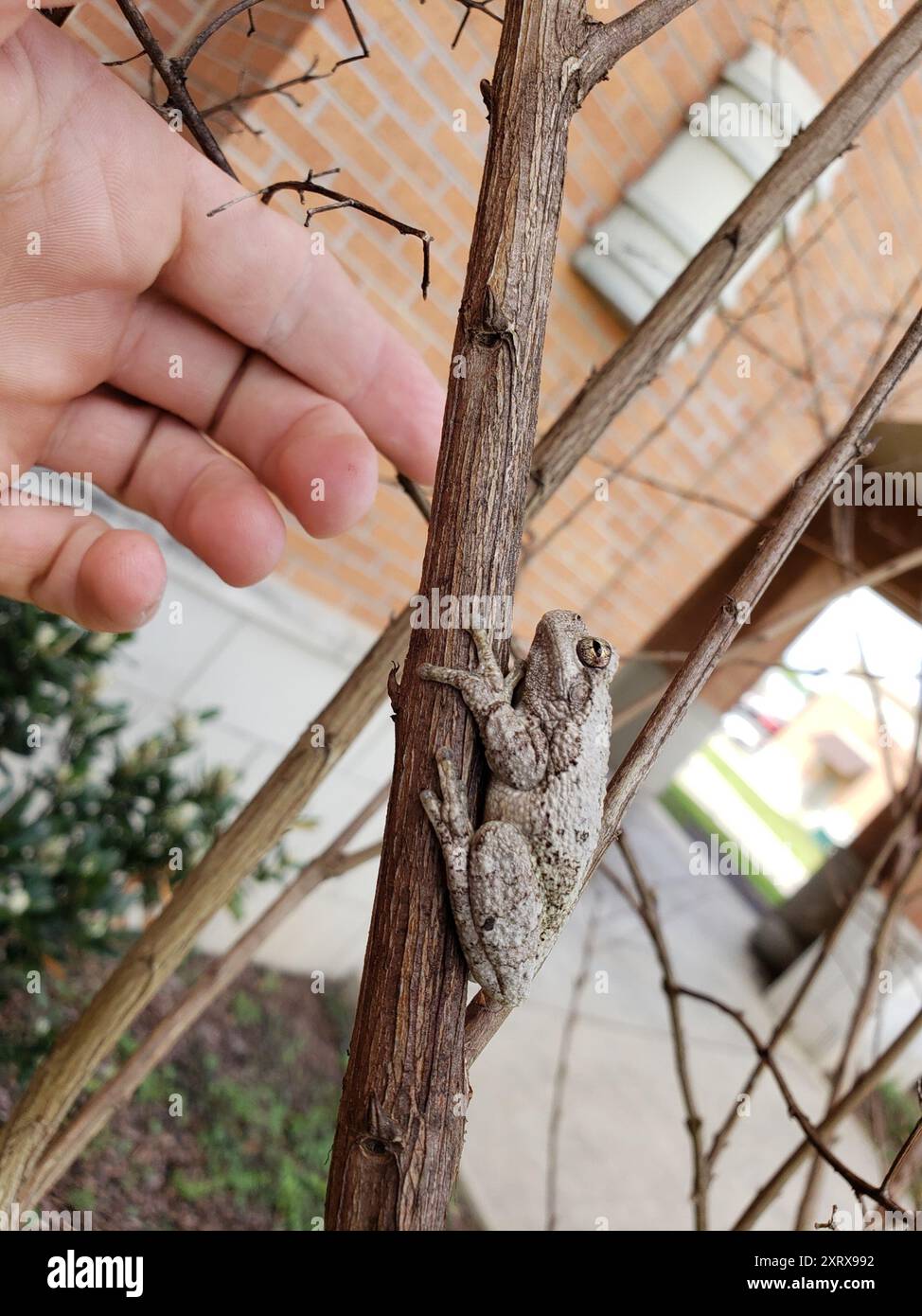 Cope's Gray Treefrog (Hyla chrysoscelis) Amphibia Stock Photo - Alamy