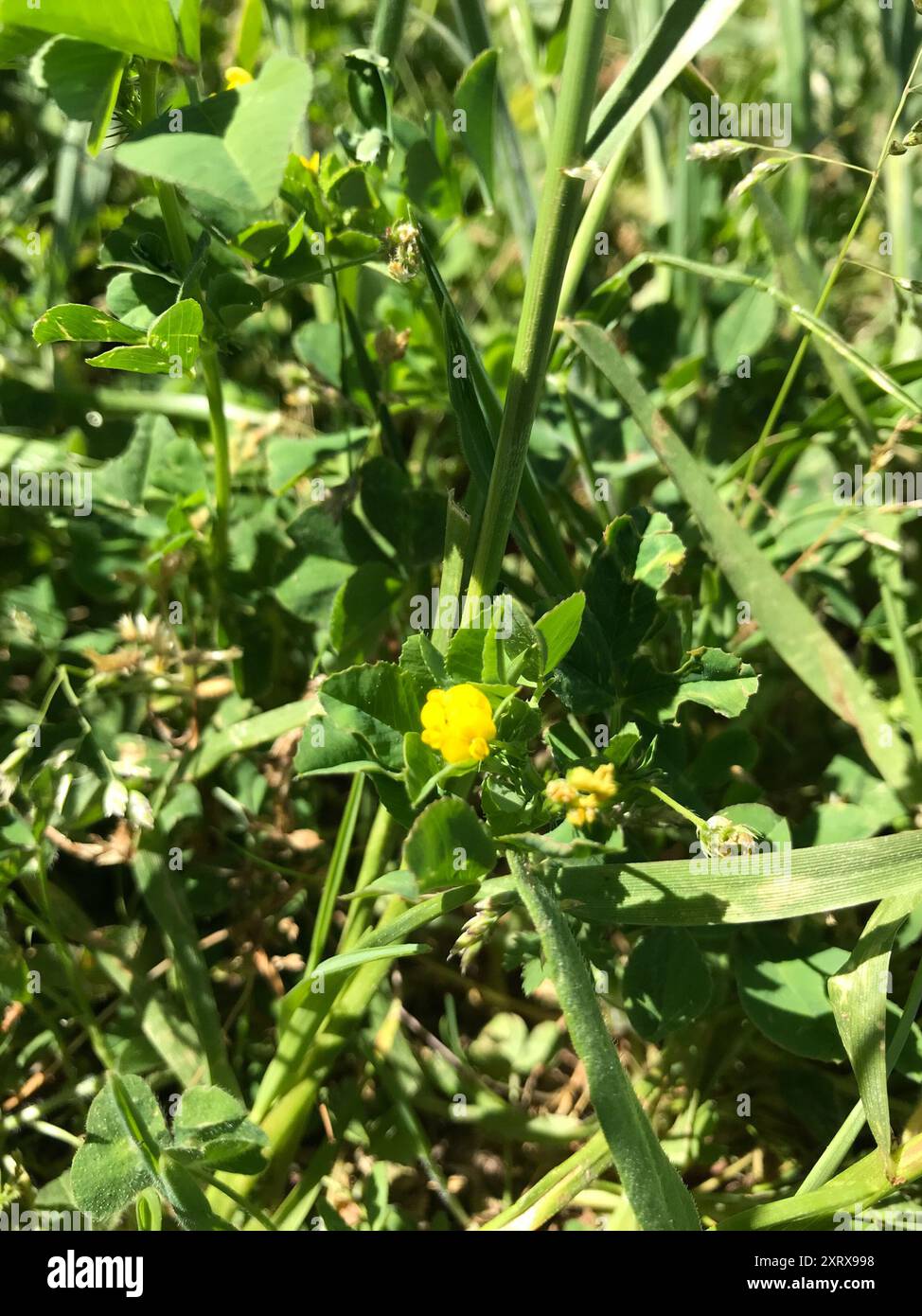 bur clover (Medicago polymorpha) Plantae Stock Photo - Alamy