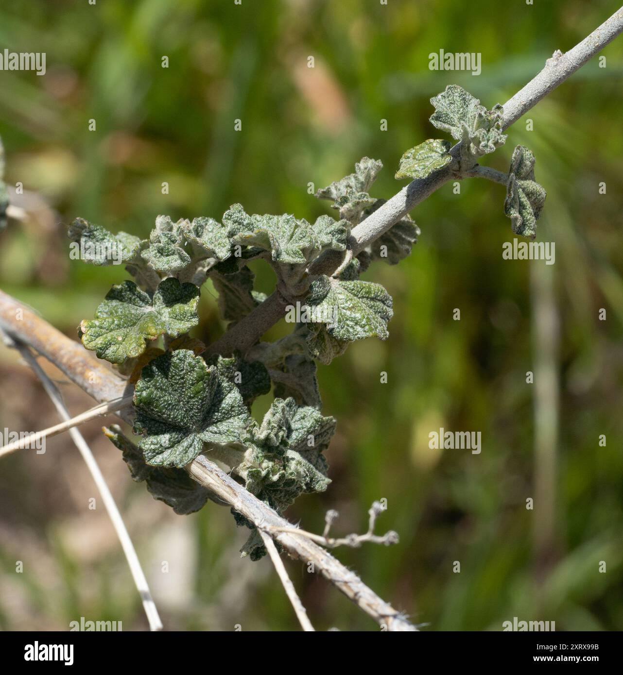 southern coastal bushmallow (Malacothamnus fasciculatus) Plantae Stock ...