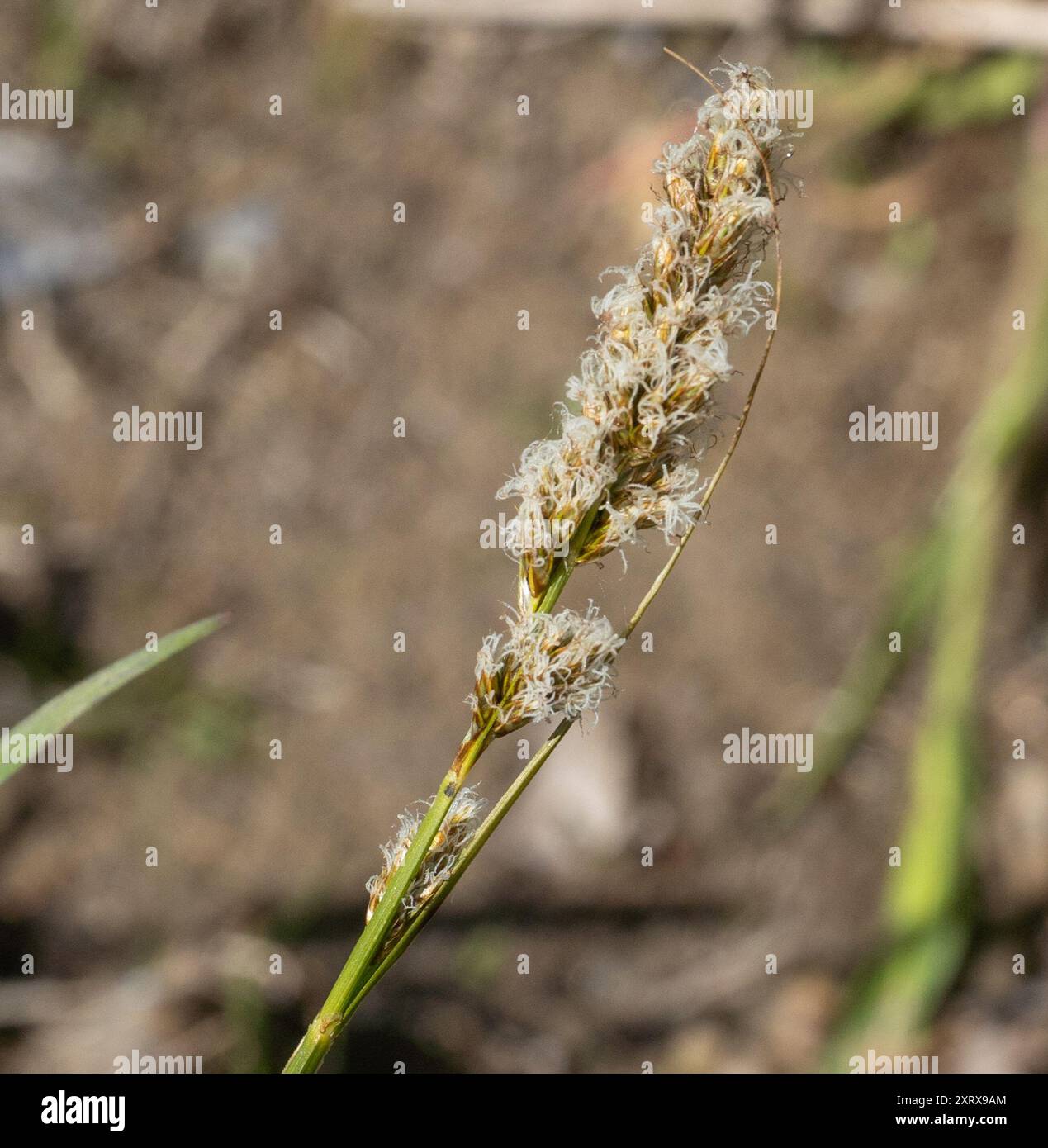 monocots (Liliopsida) Plantae Stock Photo - Alamy