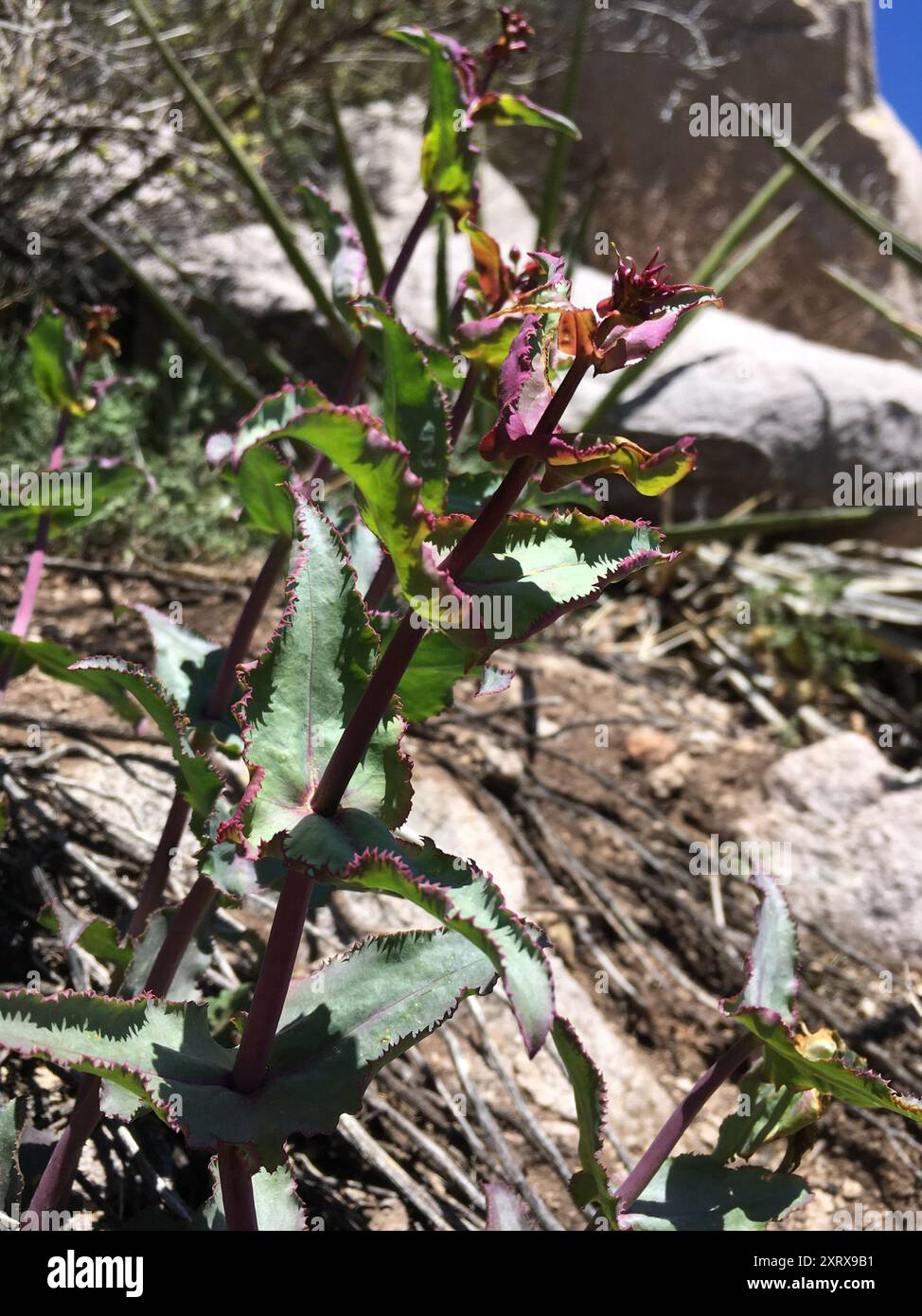 desert penstemon (Penstemon pseudospectabilis) Plantae Stock Photo - Alamy