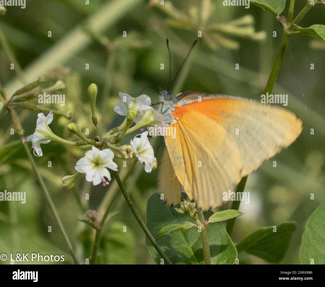 Common Dotted Border (Mylothris agathina agathina) Insecta Stock Photo ...