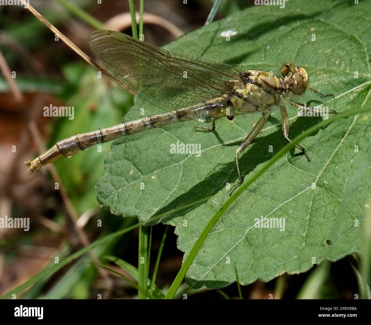 Jade clubtail hi-res stock photography and images - Alamy