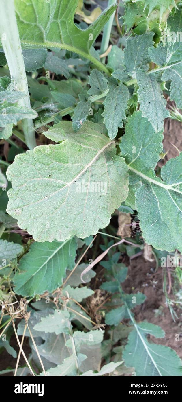 mustard family (Brassicaceae) Plantae Stock Photo - Alamy