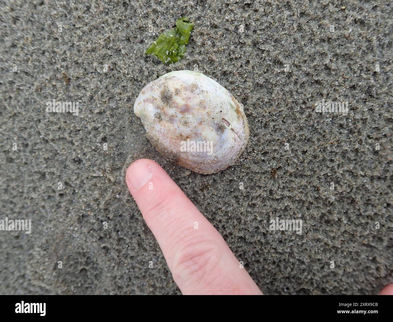 Common Atlantic Slippersnail (Crepidula fornicata) Mollusca Stock Photo ...