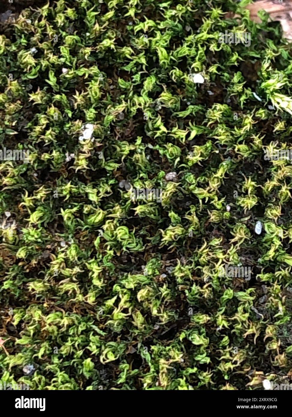 mosses (Bryophyta) Plantae Stock Photo - Alamy