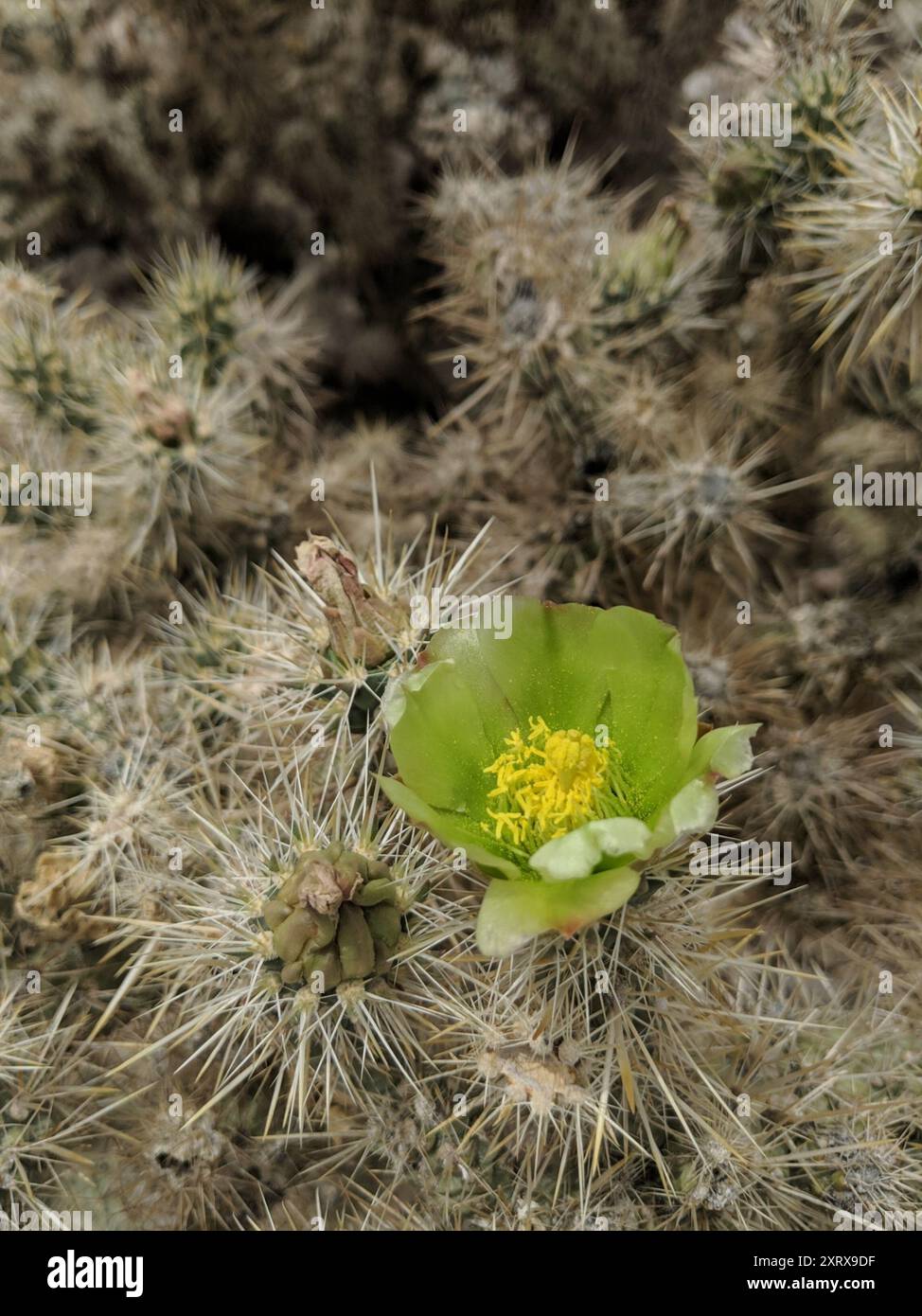 Silver Cholla (Cylindropuntia echinocarpa) Plantae Stock Photo - Alamy