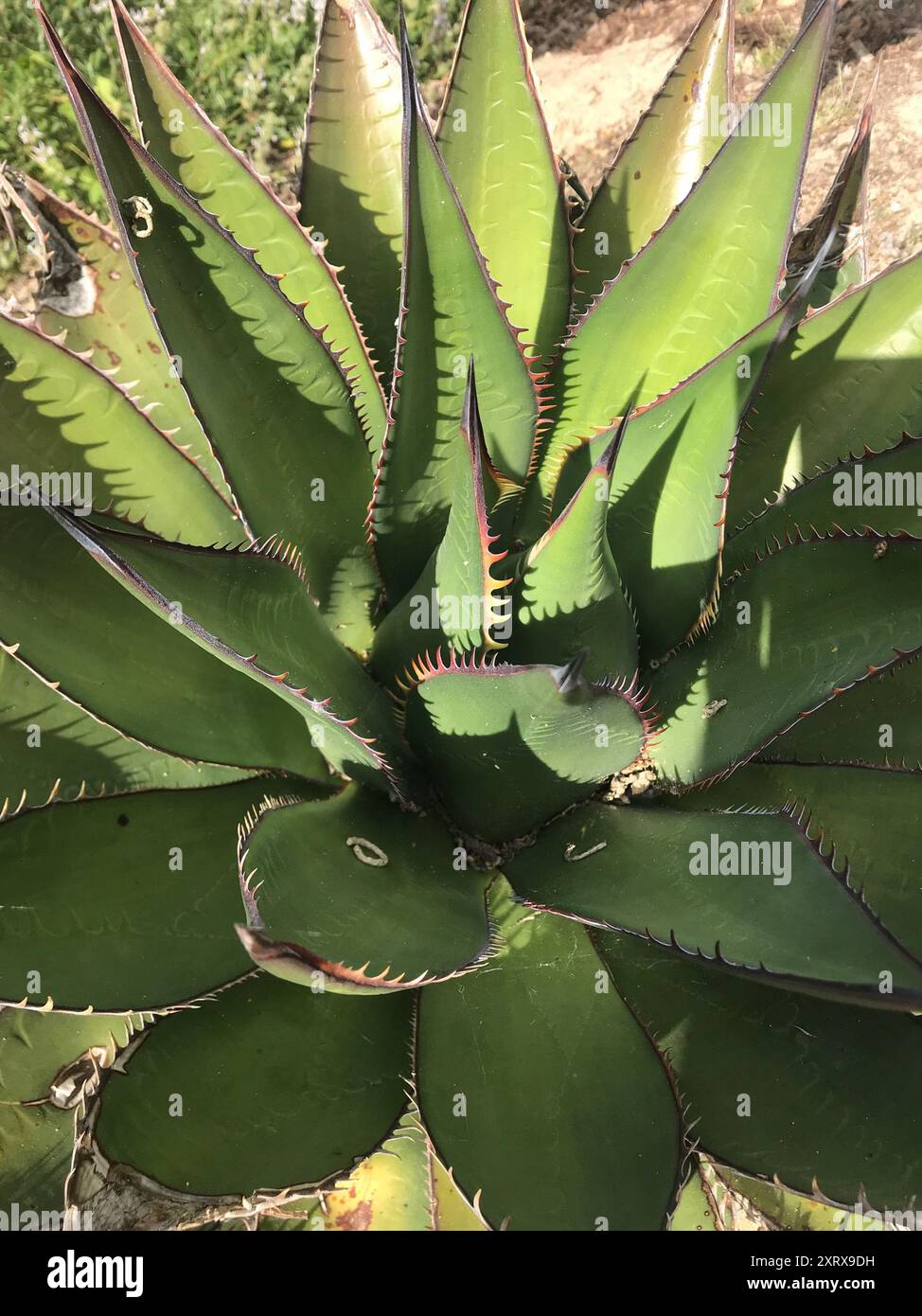 Shaws agave agave shawii hi-res stock photography and images - Alamy