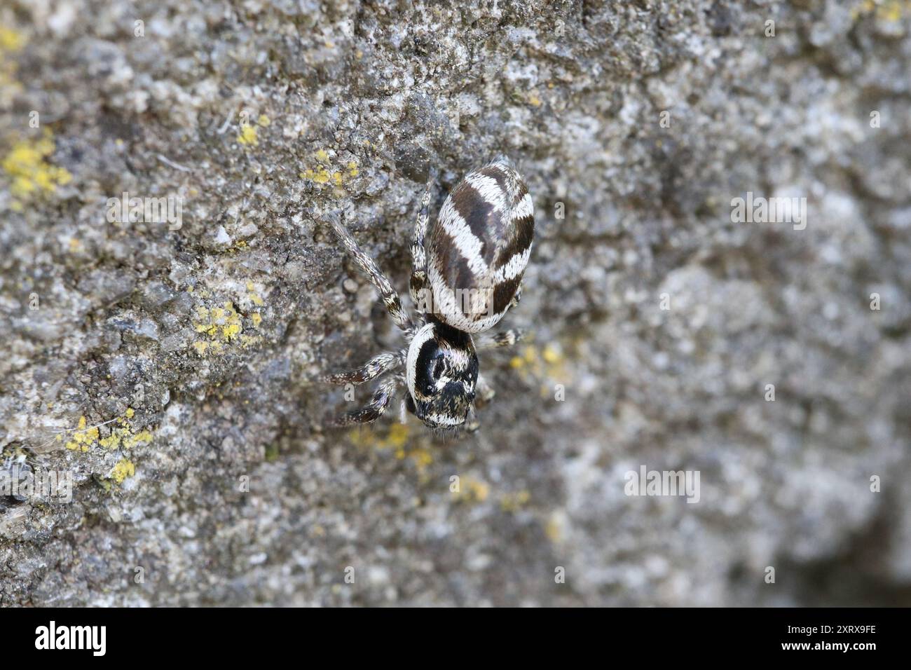 Zebra Jumping Spider (Salticus scenicus) Arachnida Stock Photo - Alamy