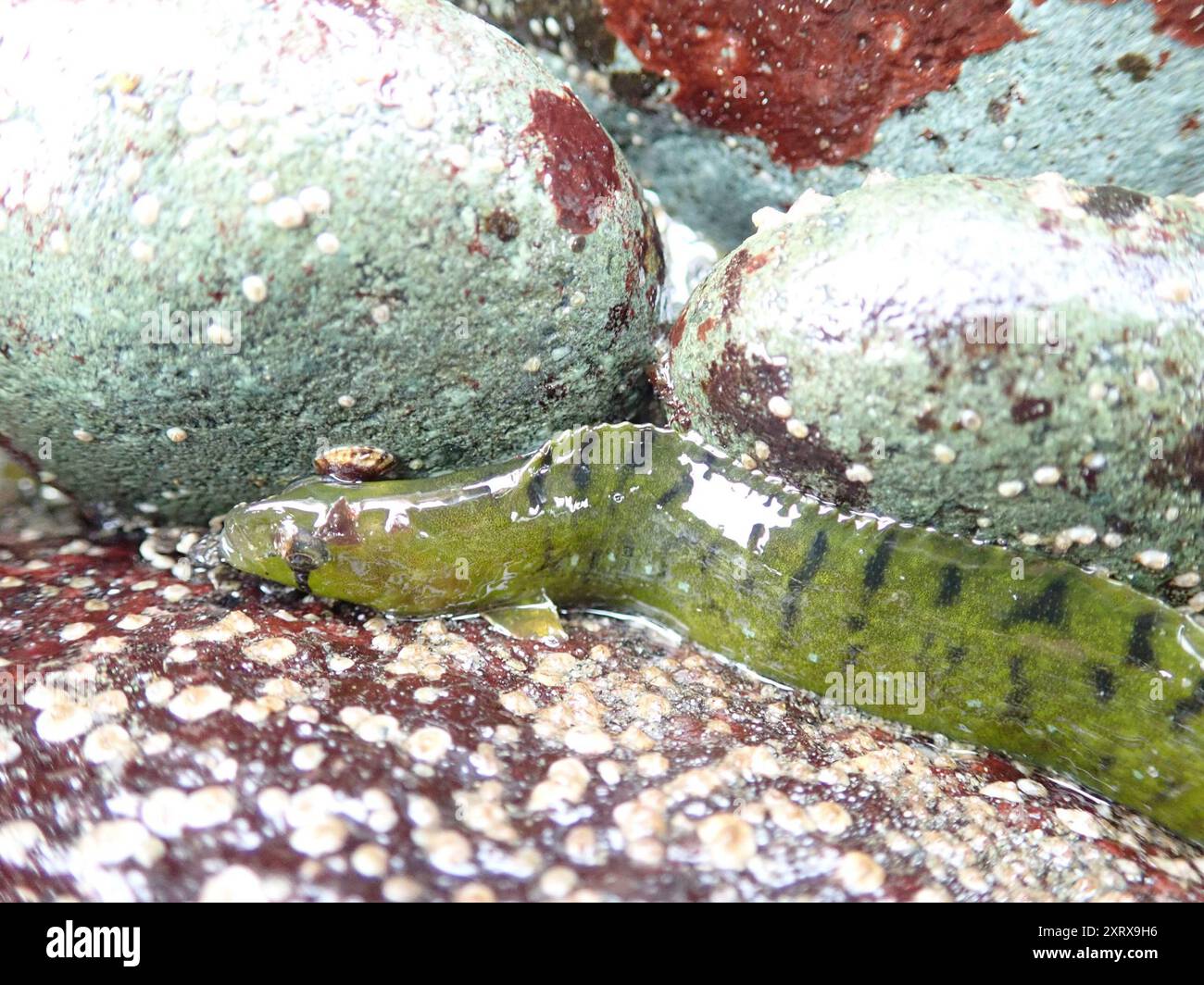 Penpoint Gunnel (Apodichthys flavidus) Actinopterygii Stock Photo - Alamy