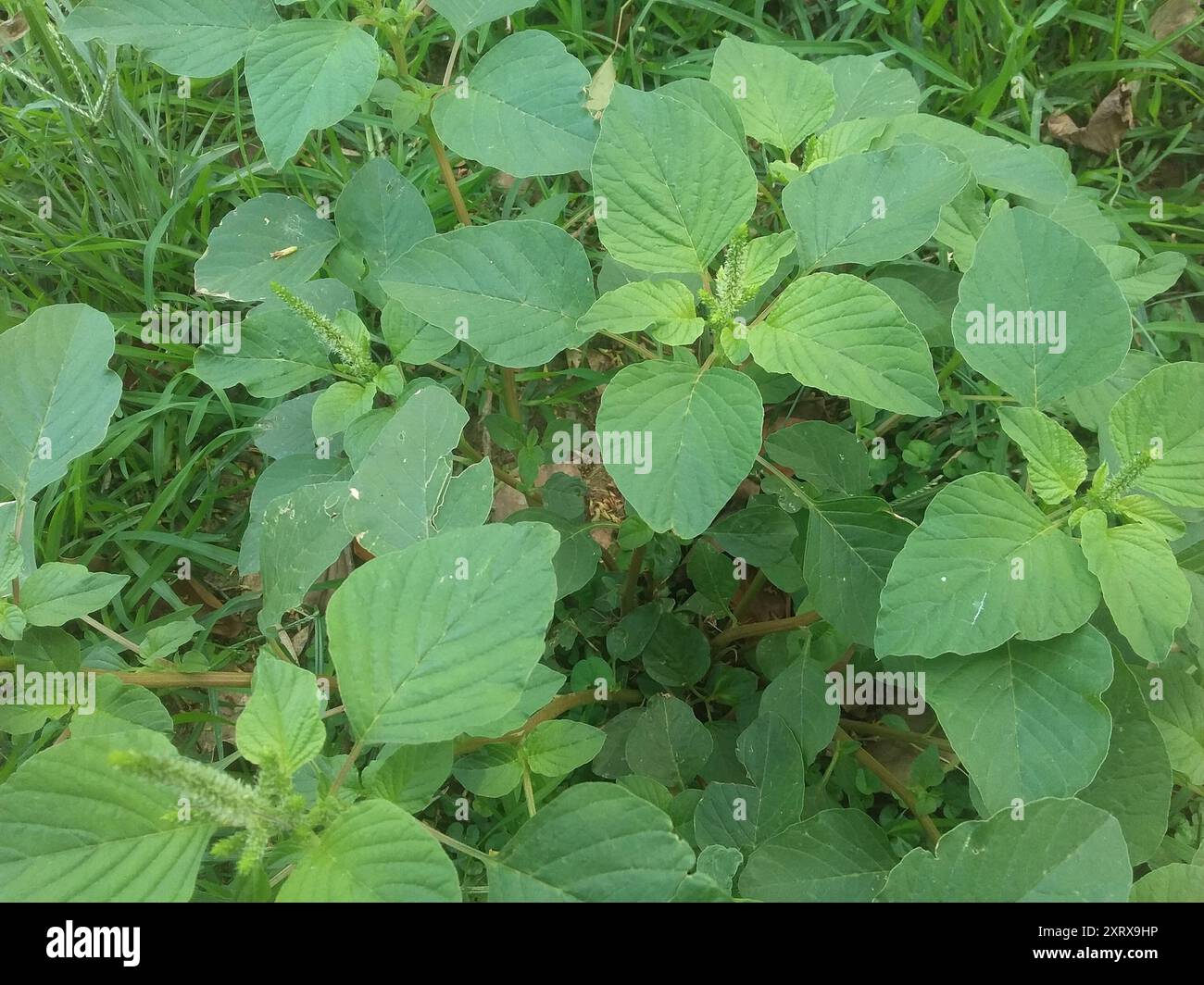 green amaranth (Amaranthus viridis) Plantae Stock Photo - Alamy