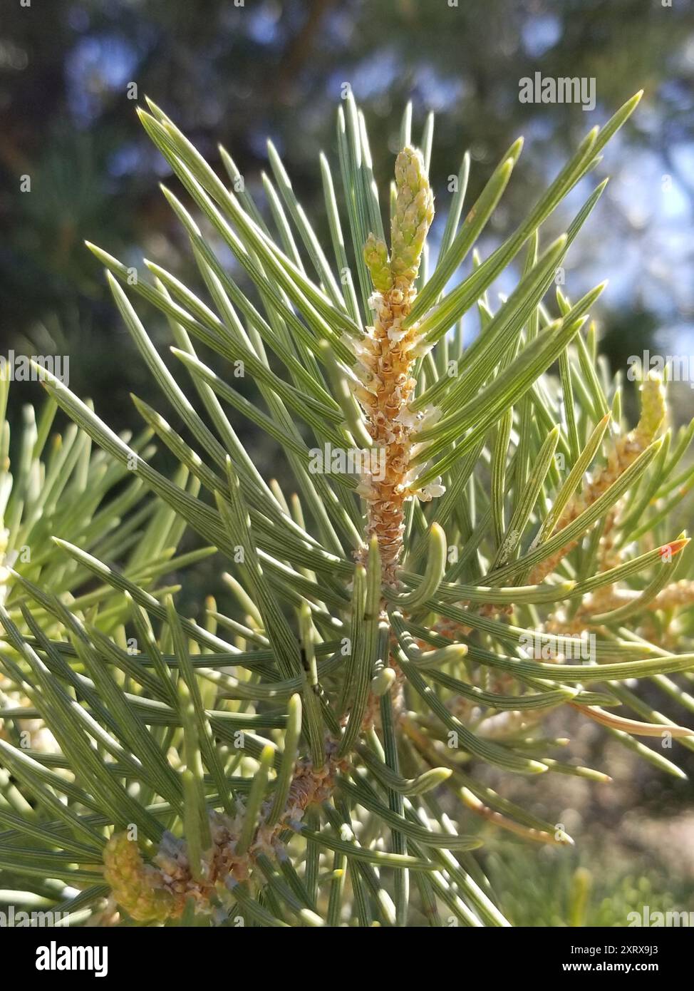 singleleaf pinyon (Pinus monophylla) Plantae Stock Photo - Alamy