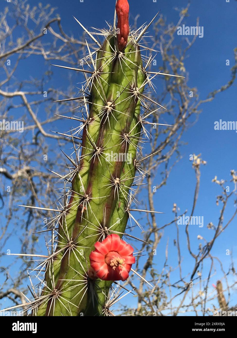 Octopus Cactus (Stenocereus alamosensis) Plantae Stock Photo - Alamy