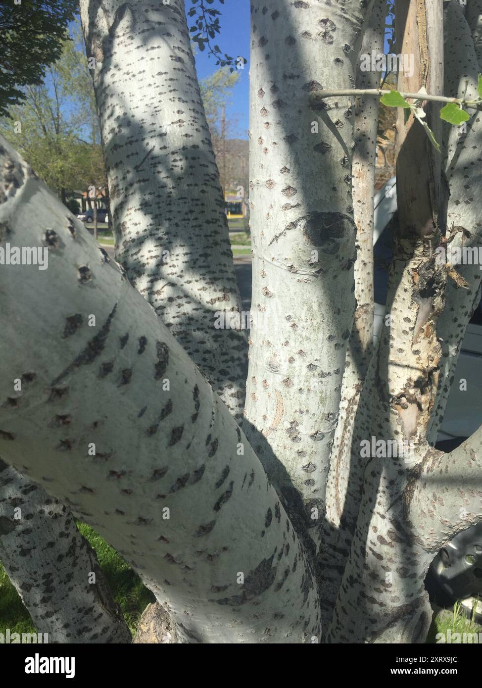 white poplar (Populus alba) Plantae Stock Photo - Alamy