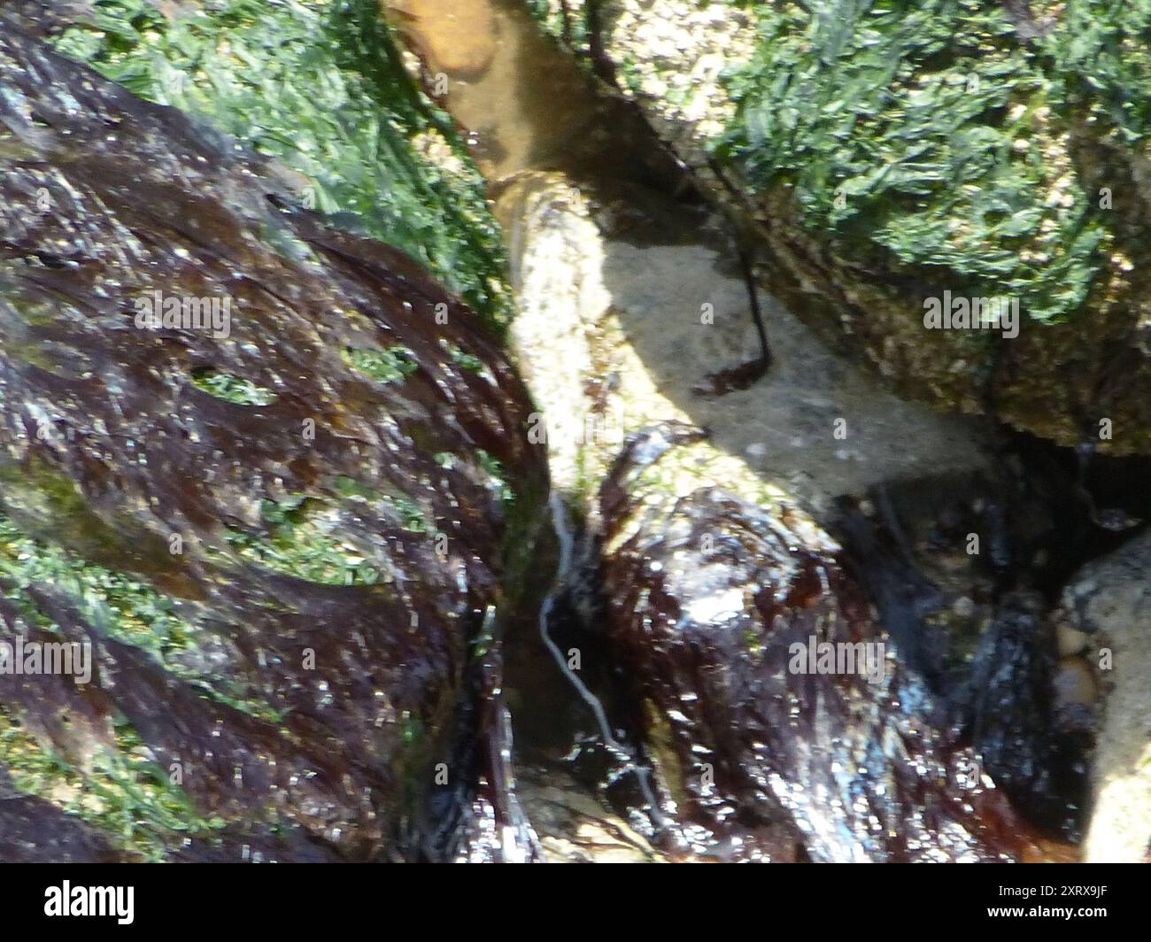 red algae (Rhodophyta) Plantae Stock Photo - Alamy
