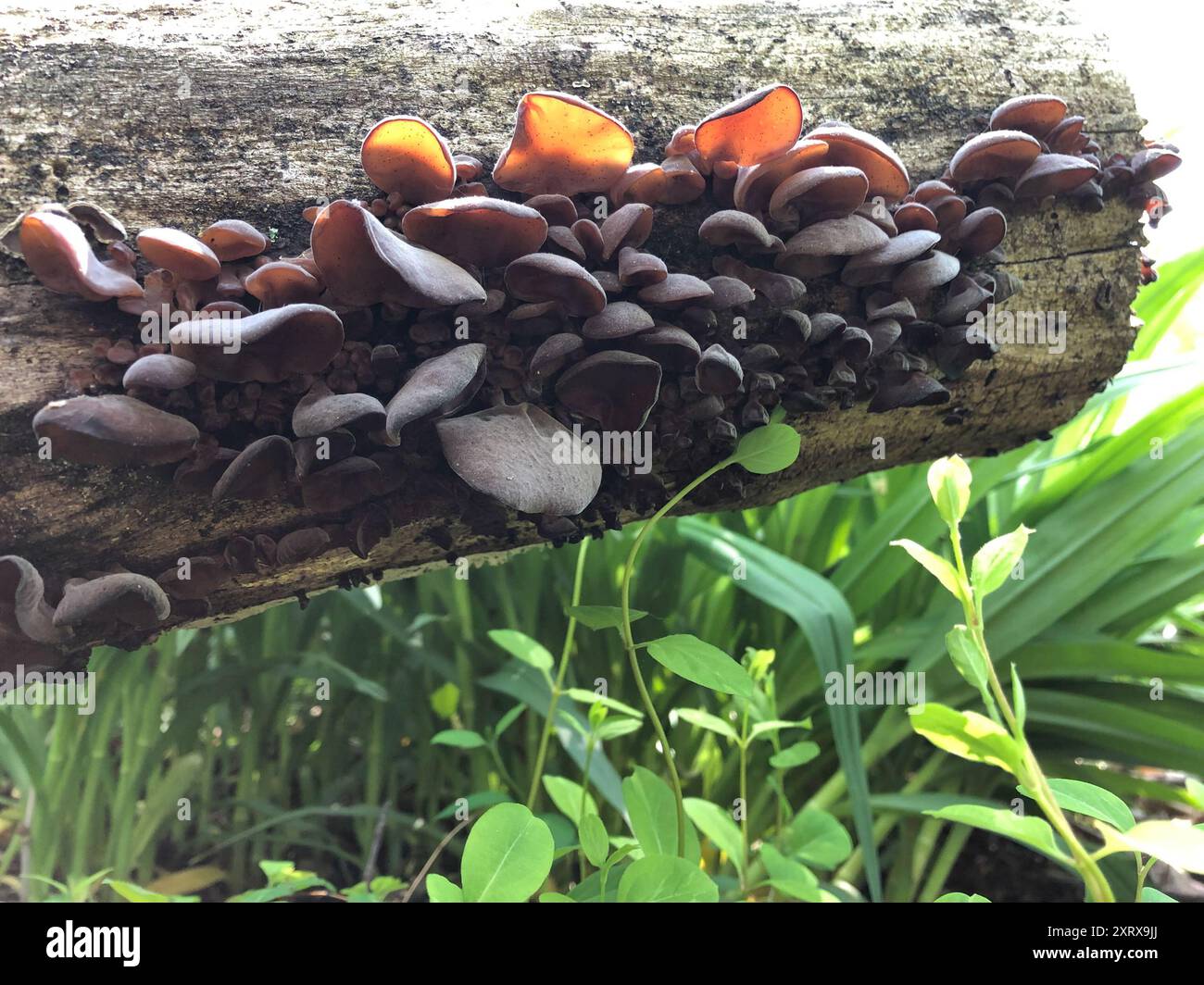Jelly Tree Ear (Auricularia americana) Fungi Stock Photo - Alamy