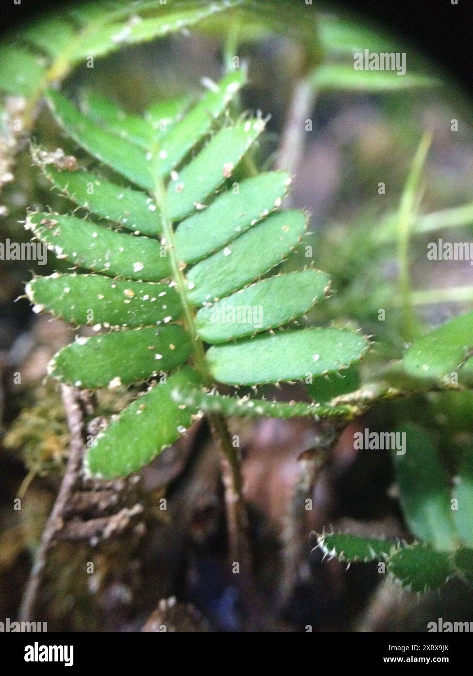 ferns (Polypodiopsida) Plantae Stock Photo - Alamy