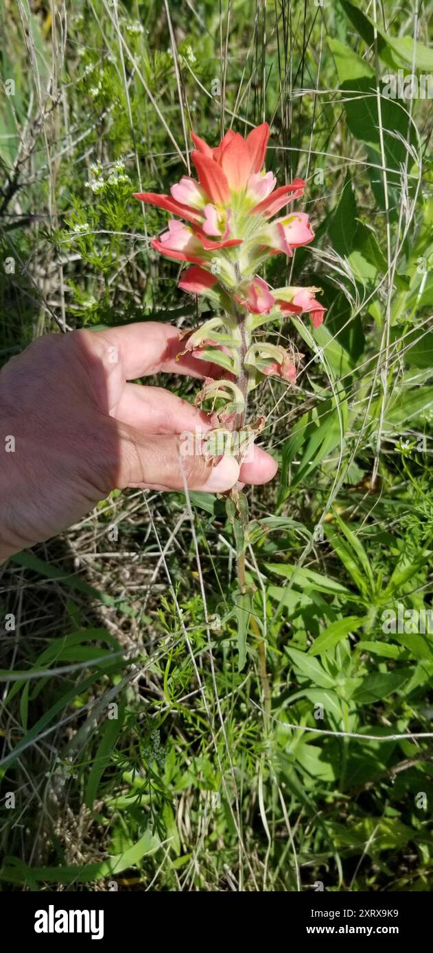 Texas Paintbrush (Castilleja indivisa) Plantae Stock Photo - Alamy