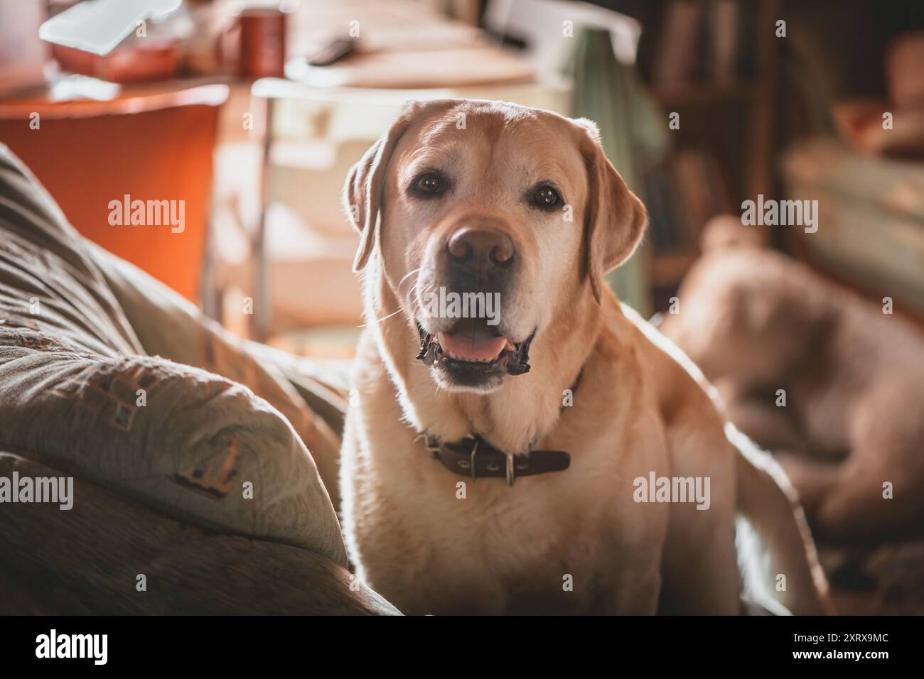Rassivy Labrador in a country house in the summer, volumetric light ...