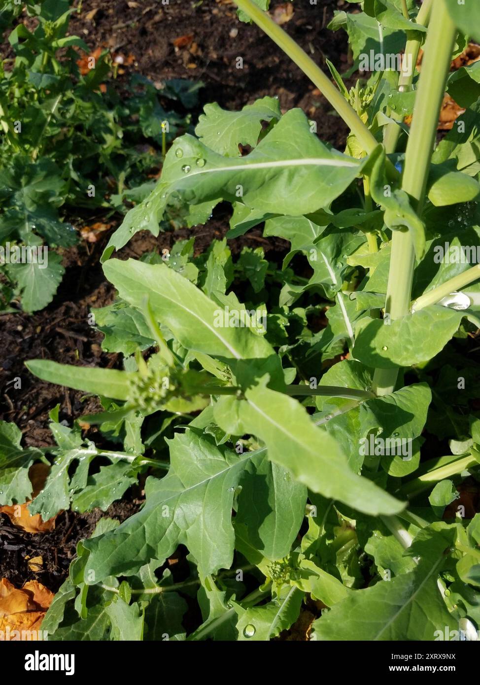Turnip (Brassica rapa rapa) Plantae Stock Photo - Alamy