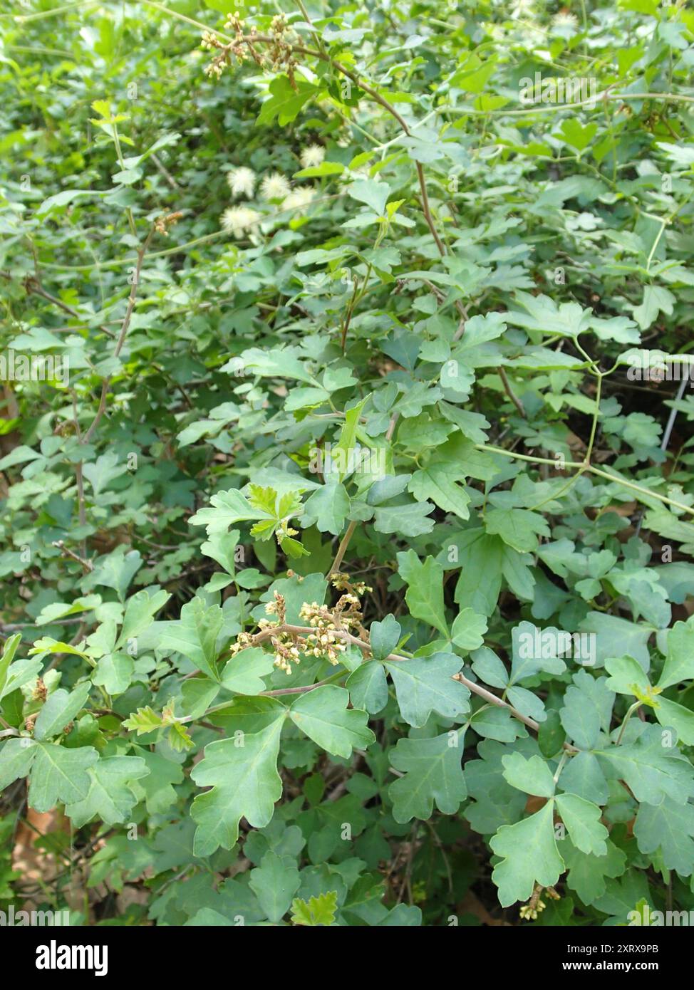 fragrant sumac (Rhus aromatica) Plantae Stock Photo - Alamy