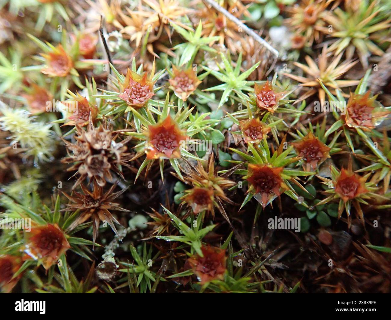 juniper haircap moss (Polytrichum juniperinum) Plantae Stock Photo - Alamy