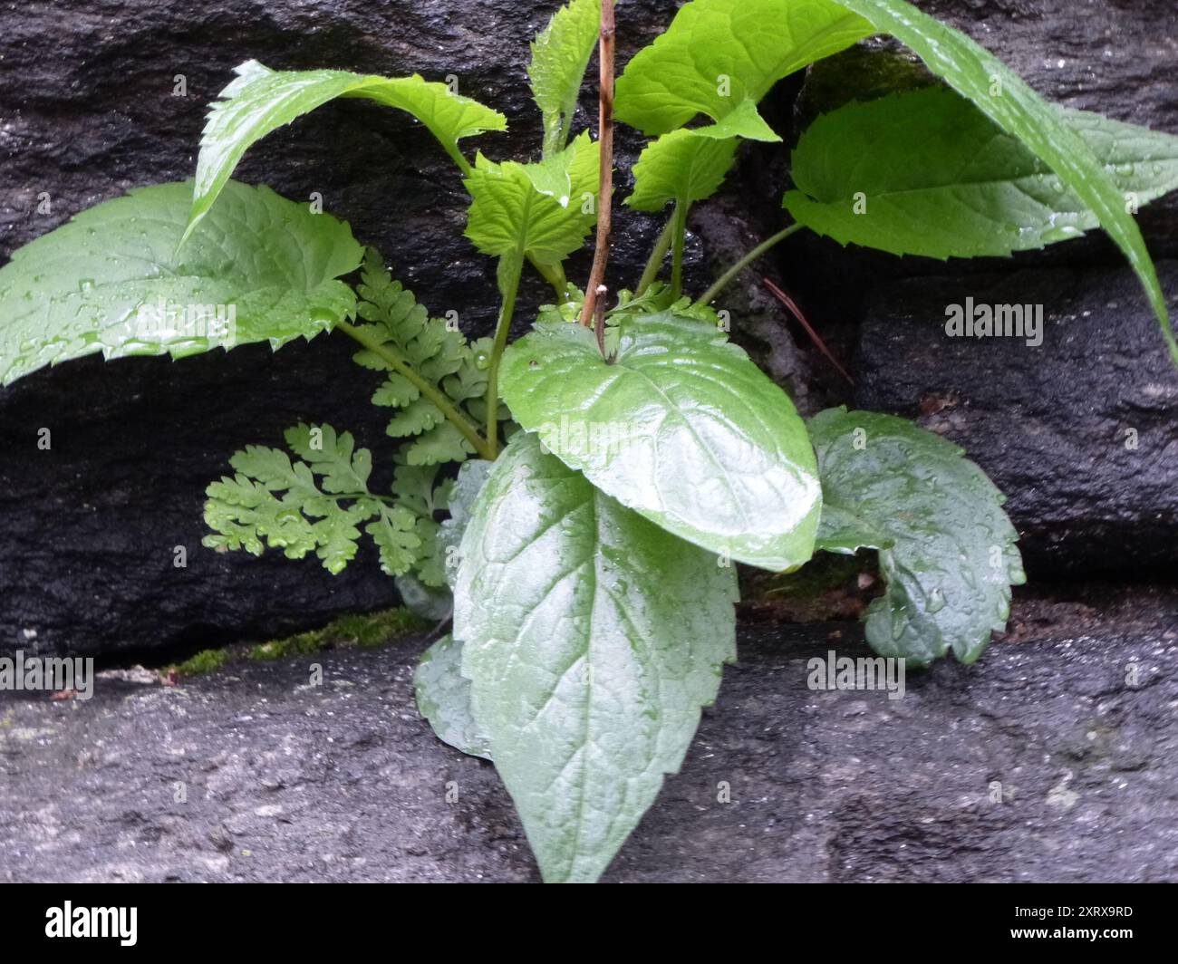 plants (Plantae) Plantae Stock Photo - Alamy