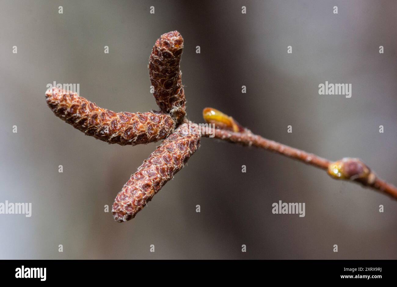 water birch (Betula occidentalis) Plantae Stock Photo - Alamy