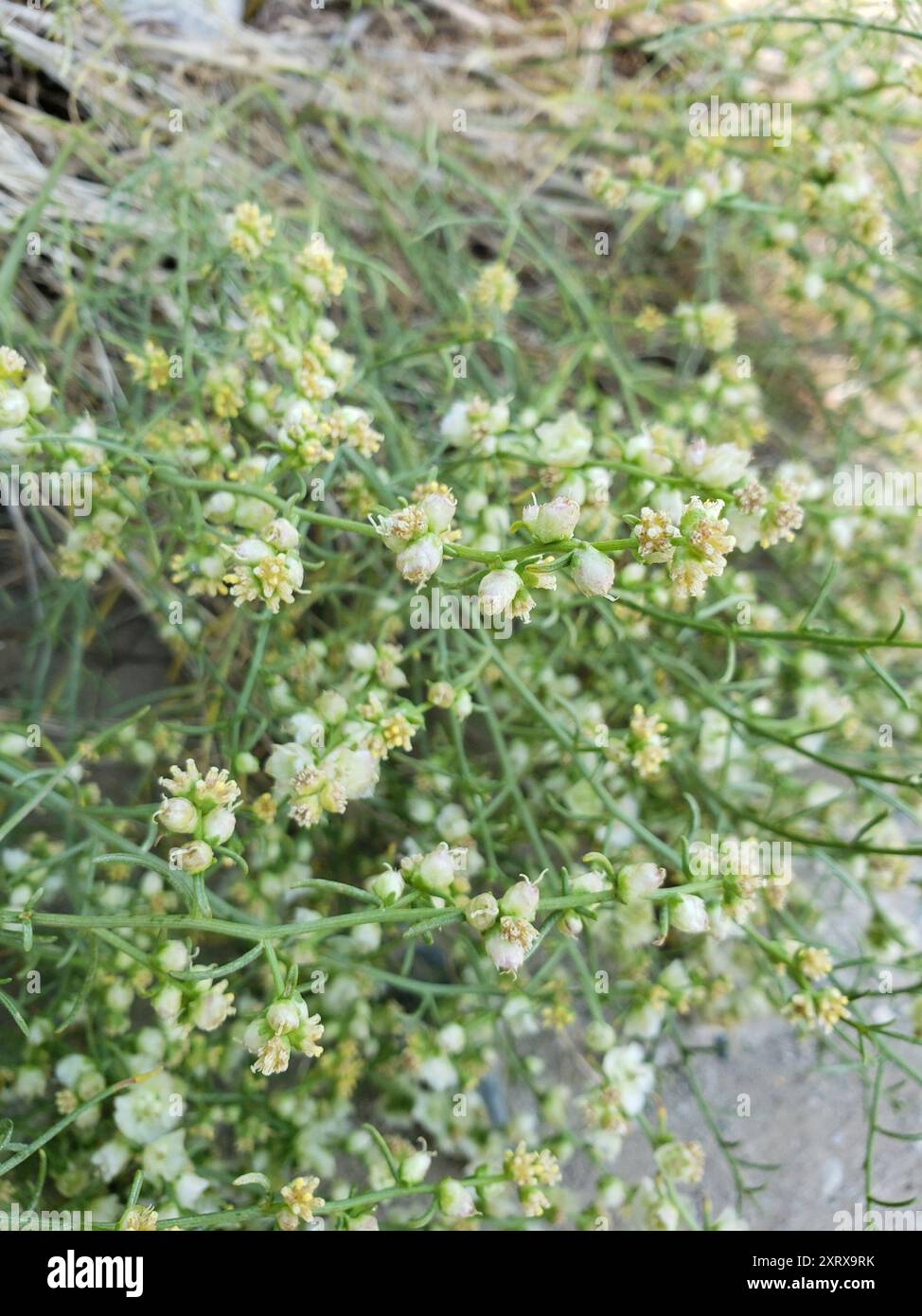 Cheesebush (Ambrosia salsola) Plantae Stock Photo - Alamy