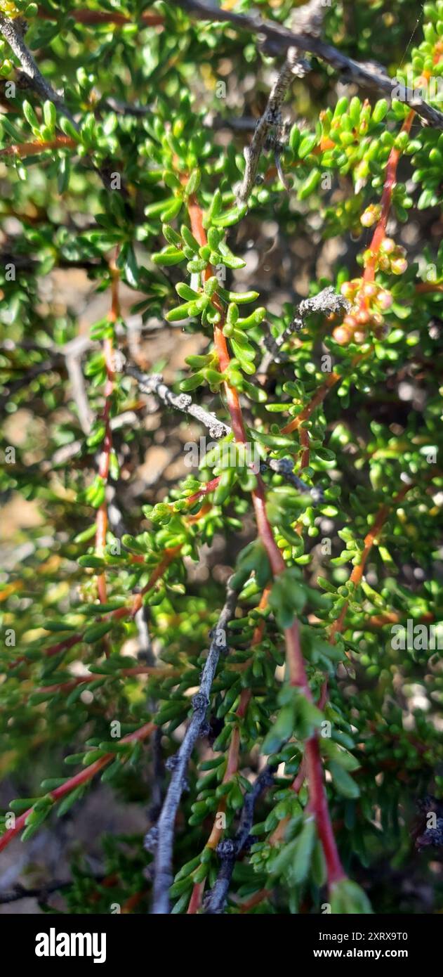 chamise (Adenostoma fasciculatum) Plantae Stock Photo - Alamy