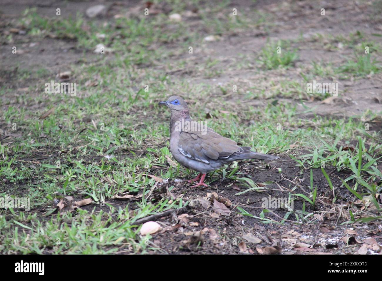 West Peruvian Dove (Zenaida meloda) Aves Stock Photo - Alamy