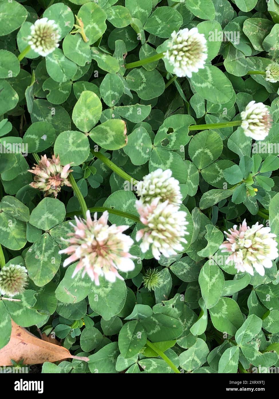 white clover (Trifolium repens) Plantae Stock Photo - Alamy
