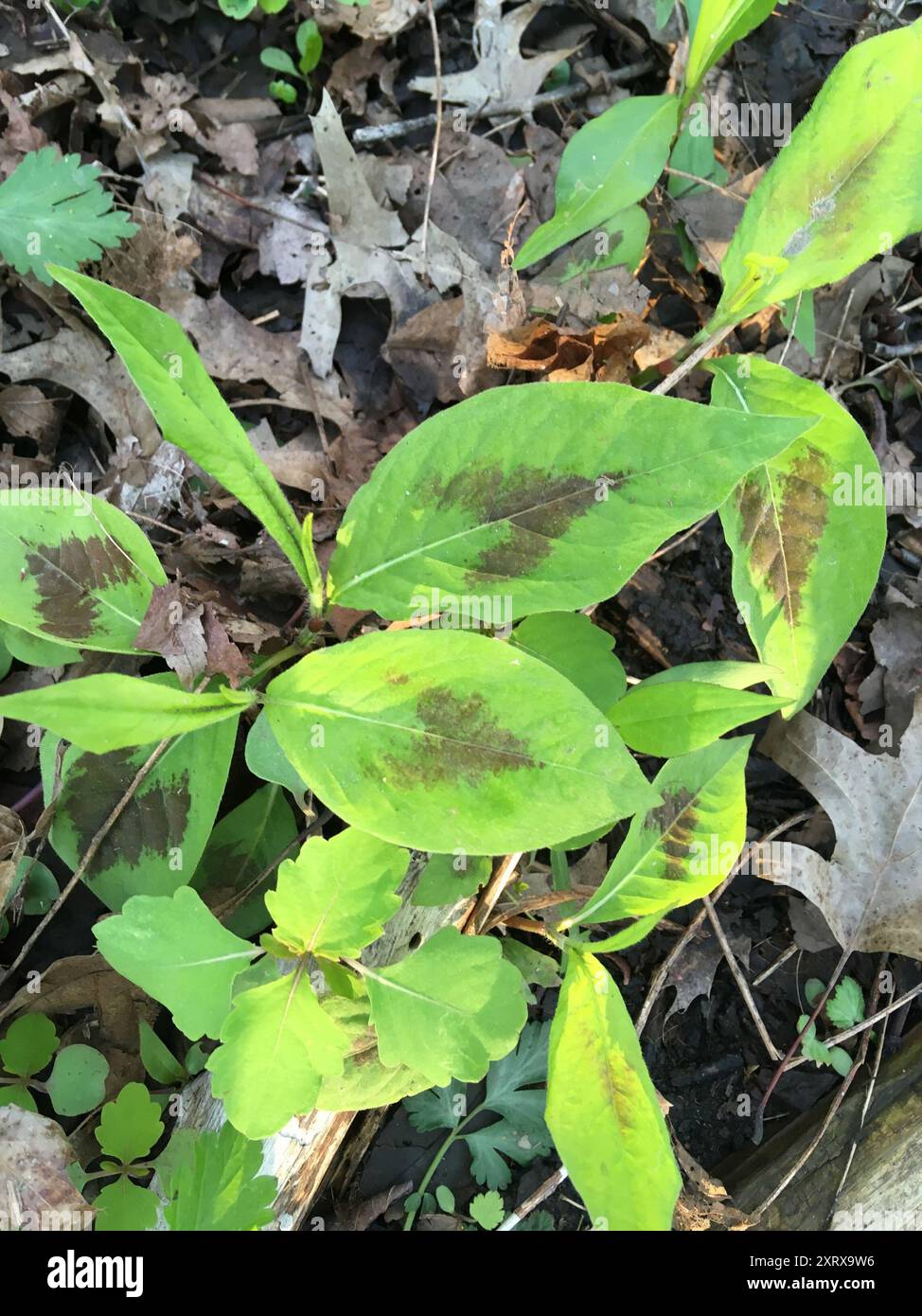 American jumpseed (Persicaria virginiana) Plantae Stock Photo - Alamy