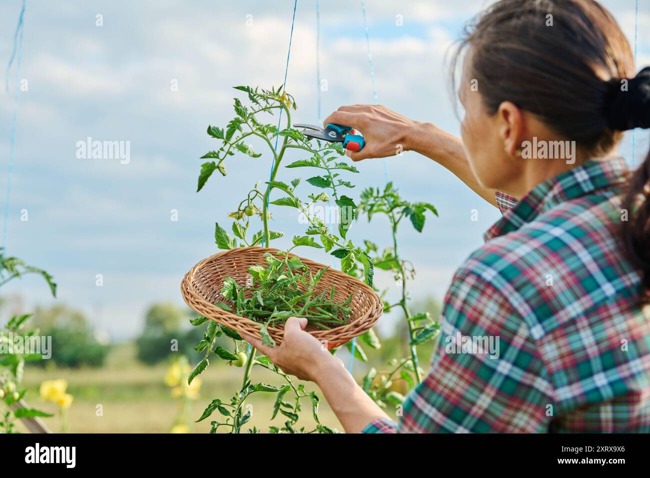 Hands pruning tomato plant hi-res stock photography and images - Alamy