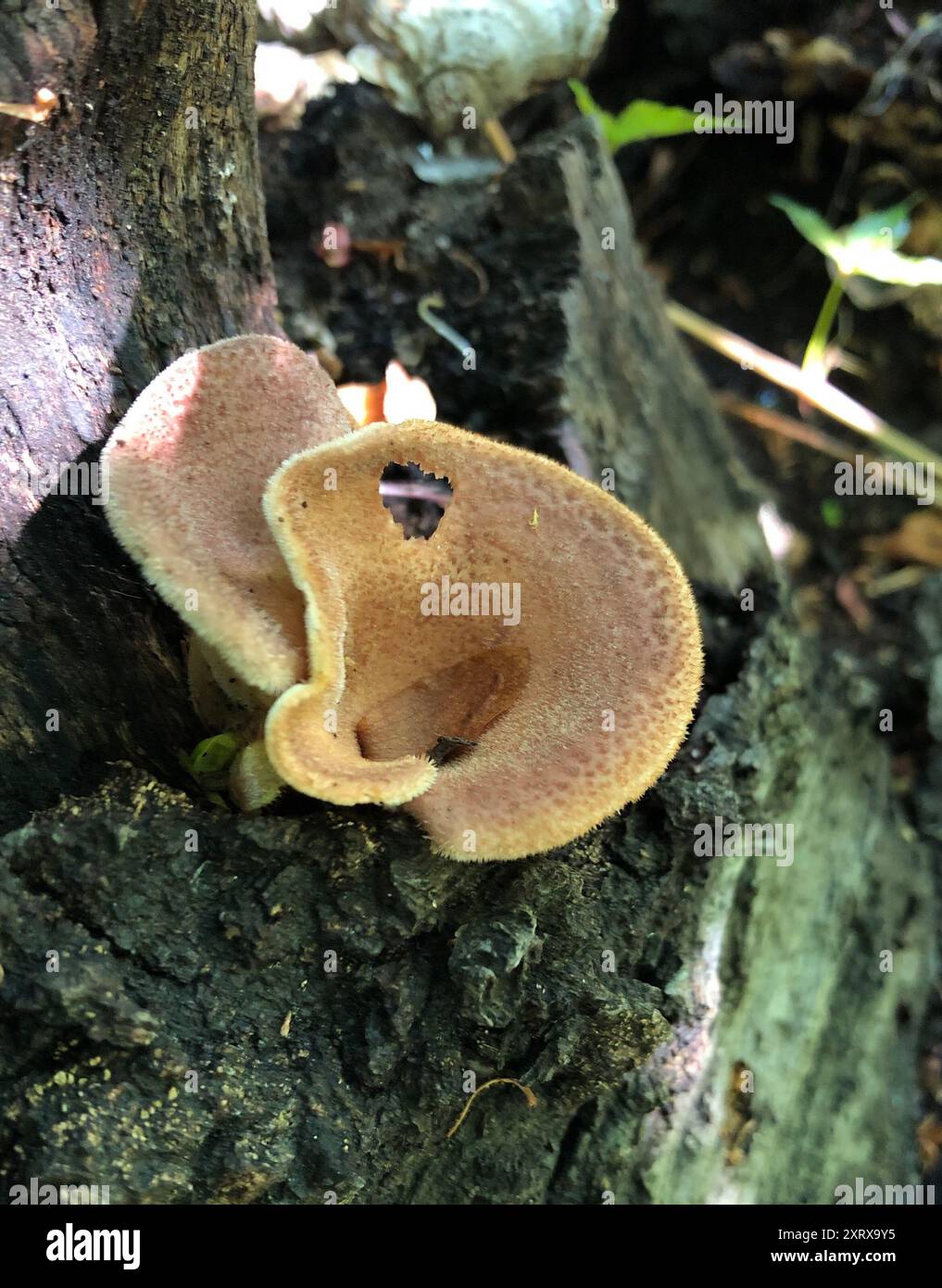 Hairy Oyster Mushroom (Panus lecomtei) Fungi Stock Photo - Alamy