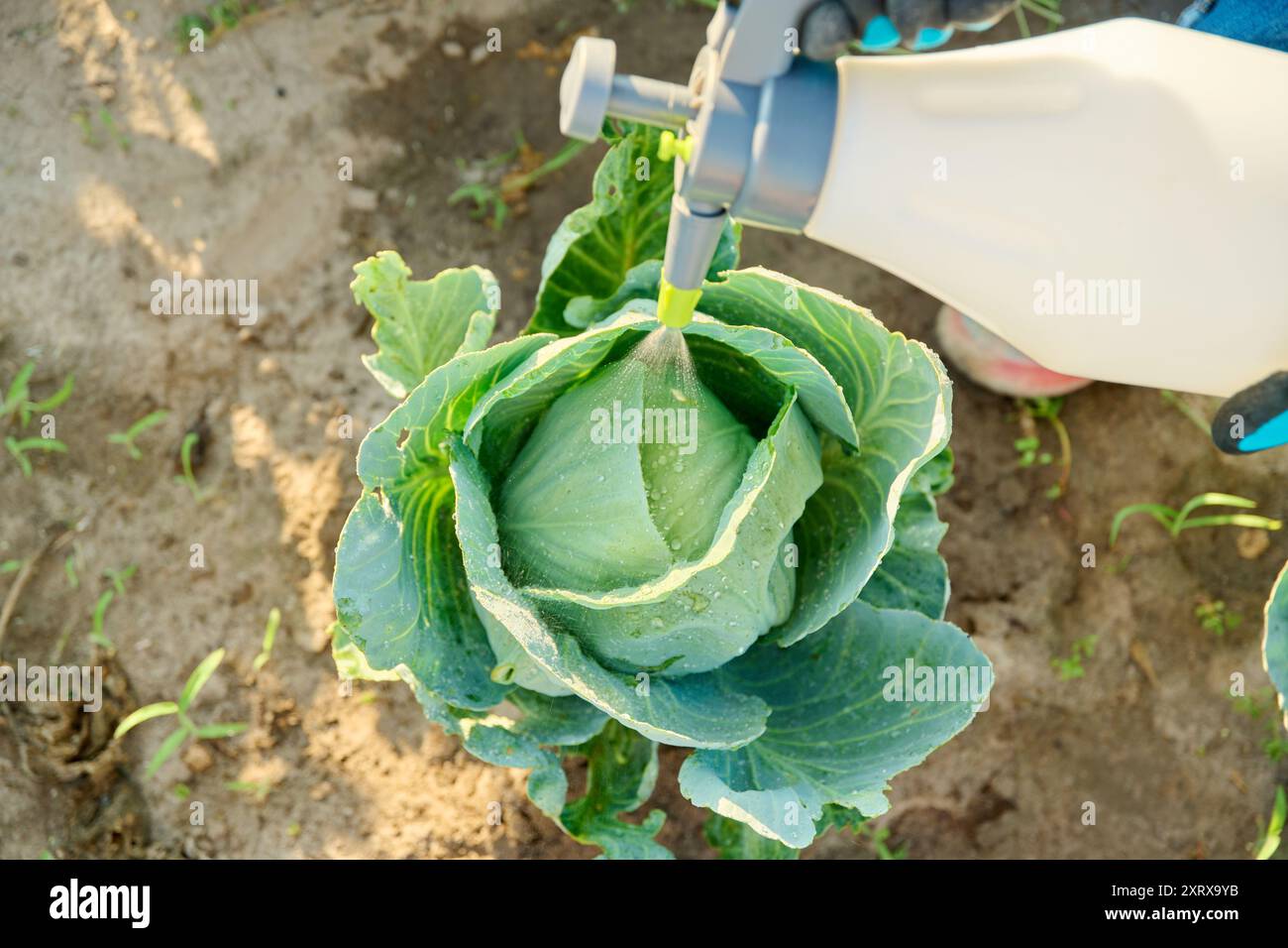 Hands spraying cabbage plants, protection from fungal diseases, insect ...