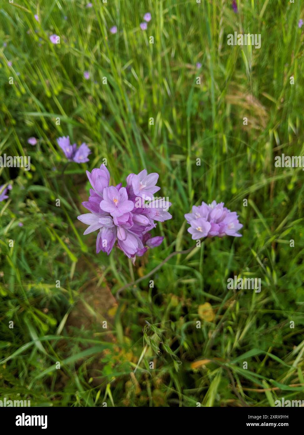 Blue Dicks (Dipterostemon capitatus) Plantae Stock Photo - Alamy