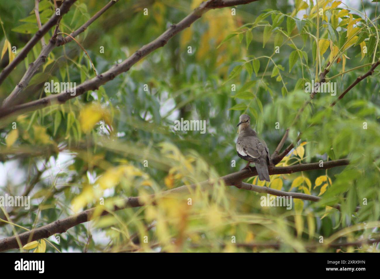 Picuí Ground Dove (Columbina picui) Aves Stock Photo - Alamy
