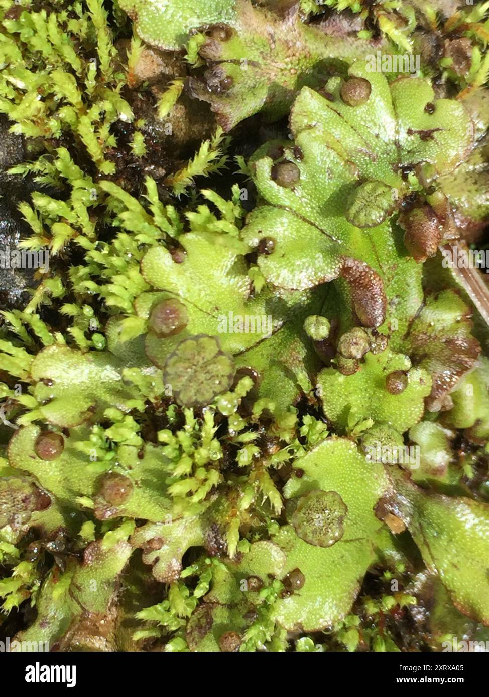 Common Liverwort (Marchantia polymorpha) Plantae Stock Photo - Alamy
