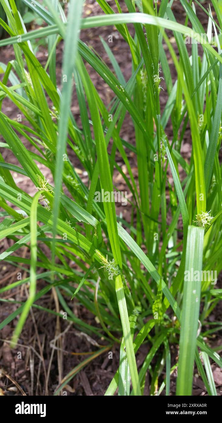 true sedges (Carex) Plantae Stock Photo - Alamy