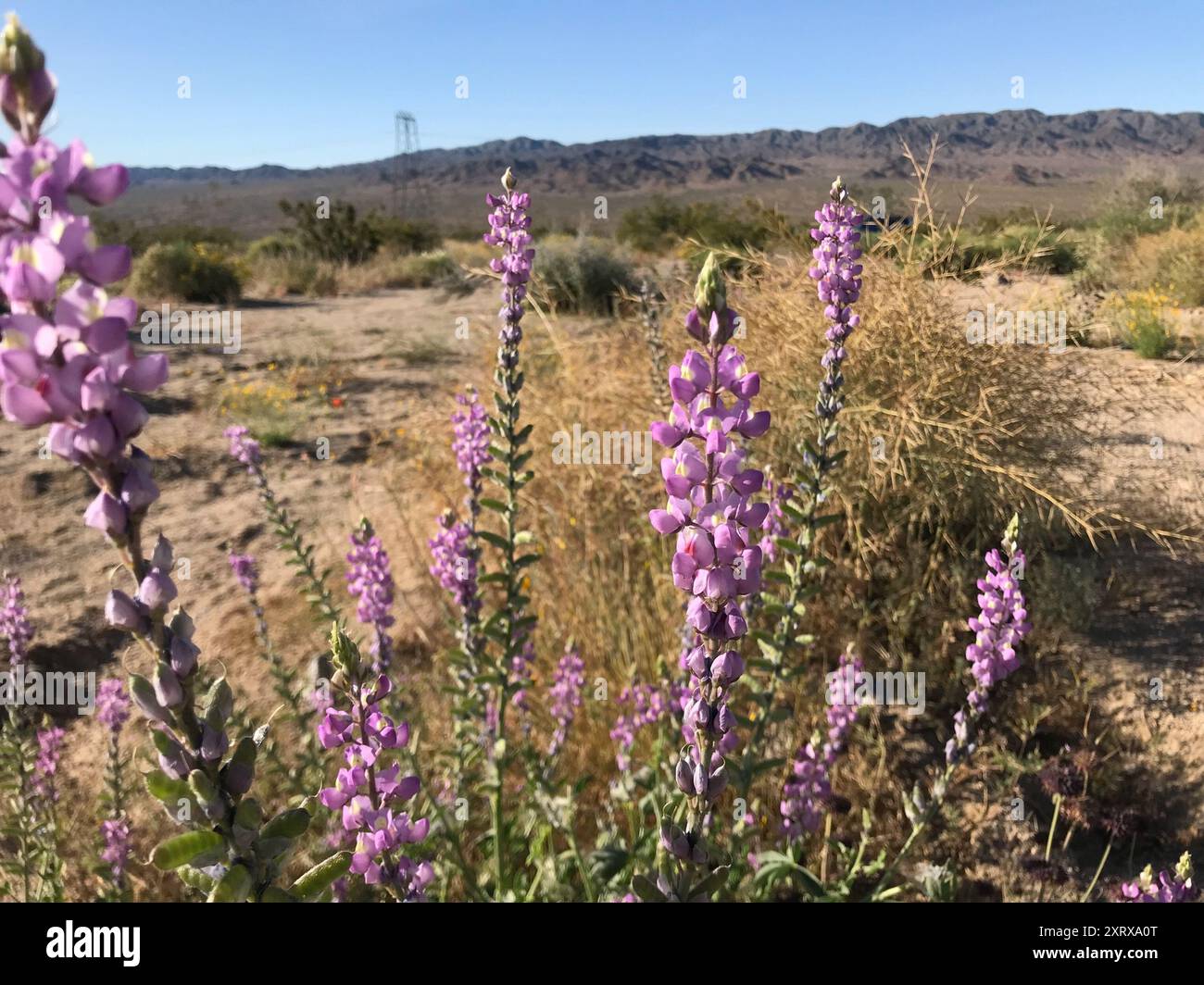 Arizona lupine (Lupinus arizonicus) Plantae Stock Photo - Alamy