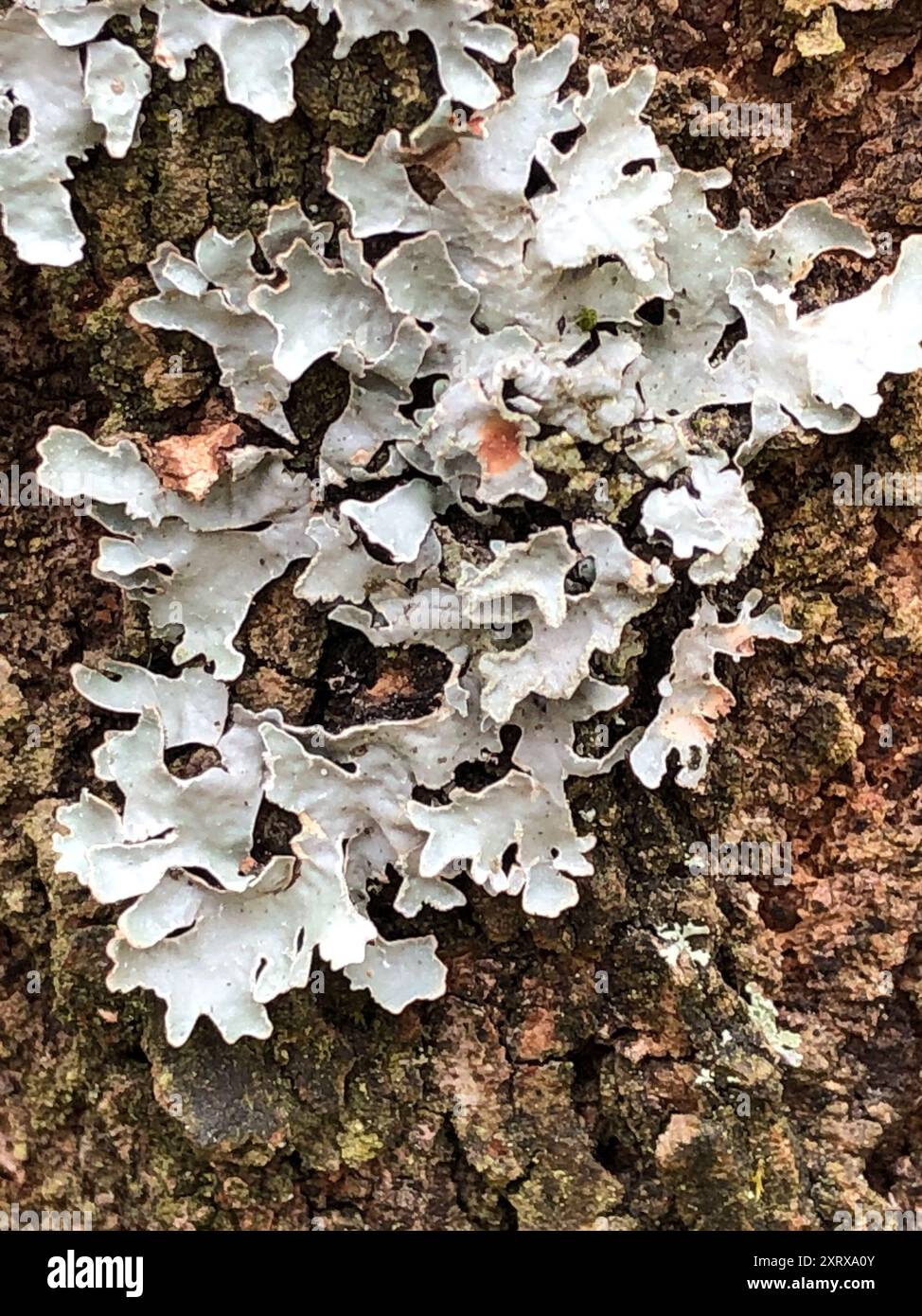 shield lichen (Parmelia sulcata) Fungi Stock Photo - Alamy