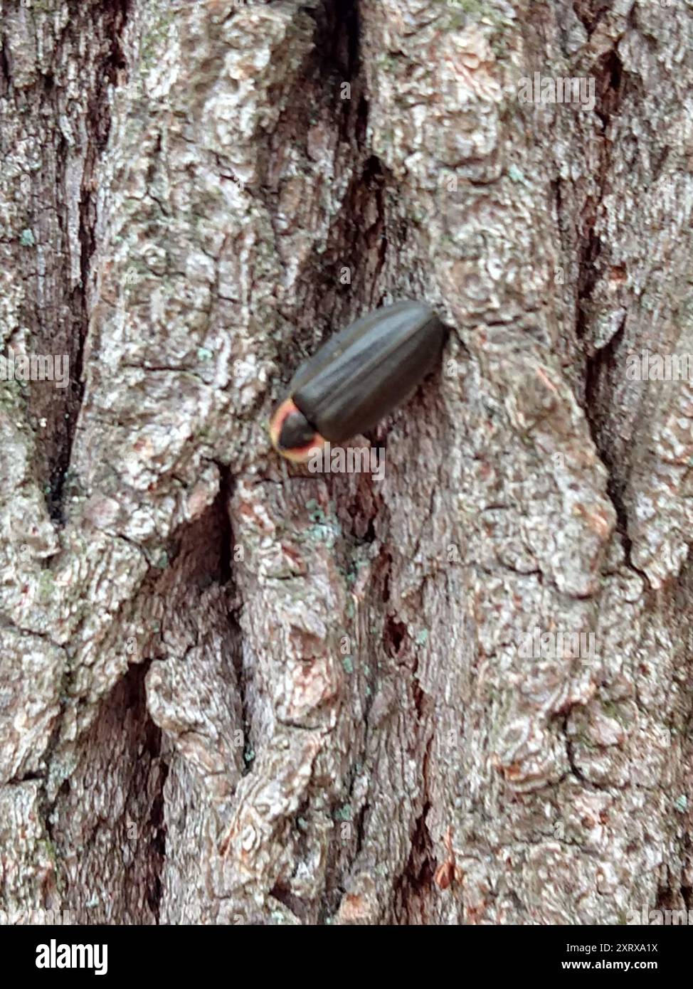 Winter Firefly (Ellychnia corrusca) Insecta Stock Photo - Alamy