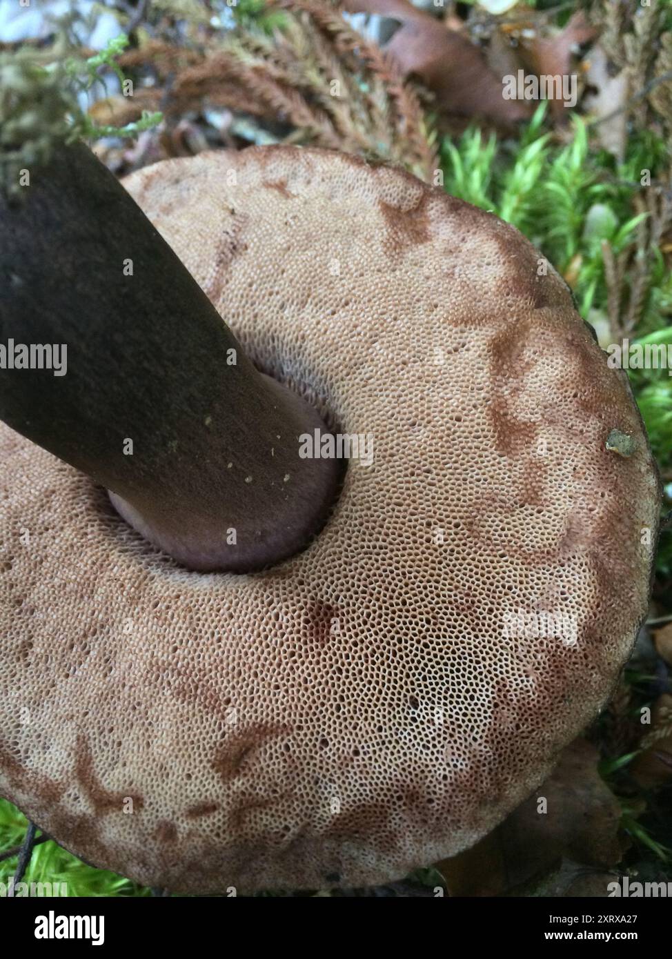 Dark Velvet Bolete (Tylopilus formosus) Fungi Stock Photo - Alamy
